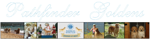 Puppy Inquiry – Pathfinder Goldens